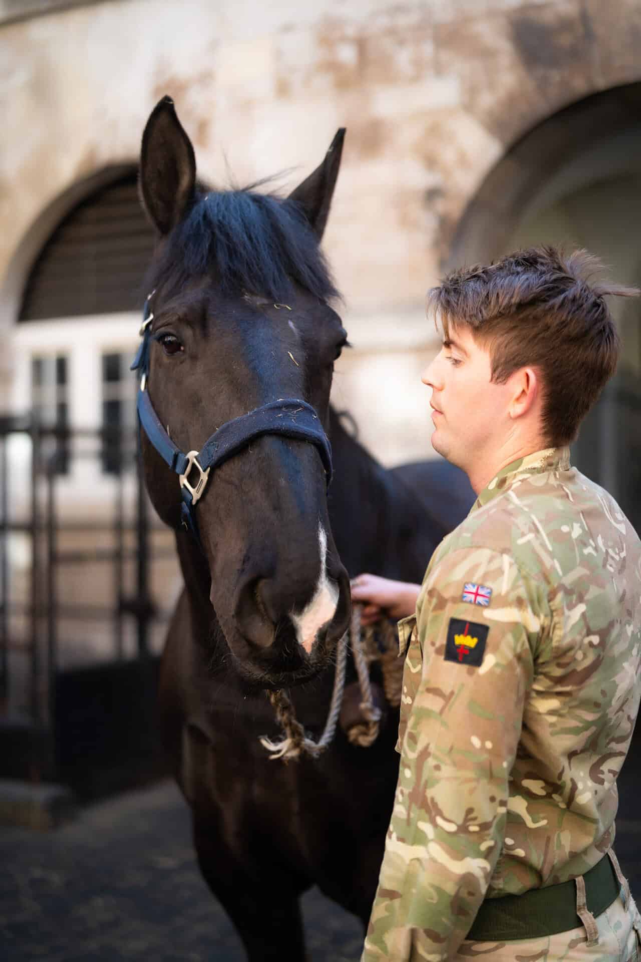 Top 10 facts about the Horses of the Household Cavalry